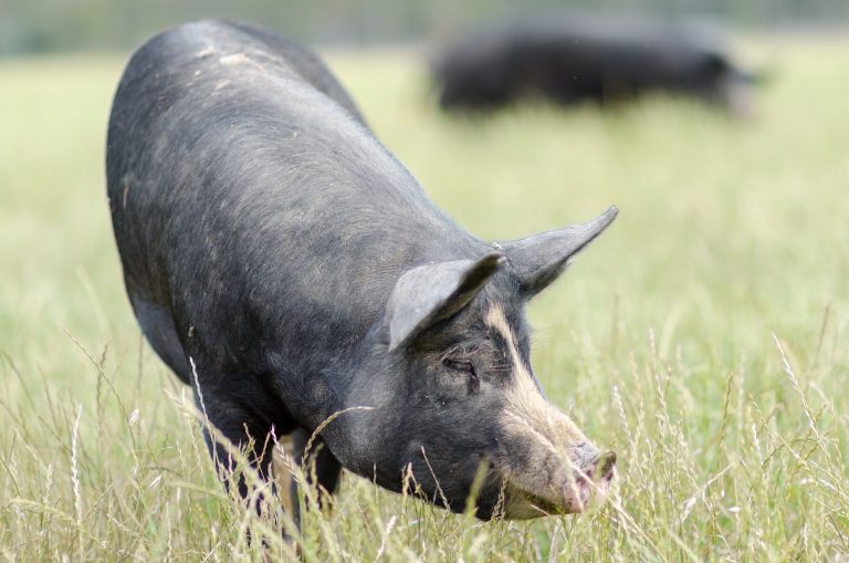 Raising Pigs on Pasture - Countryside